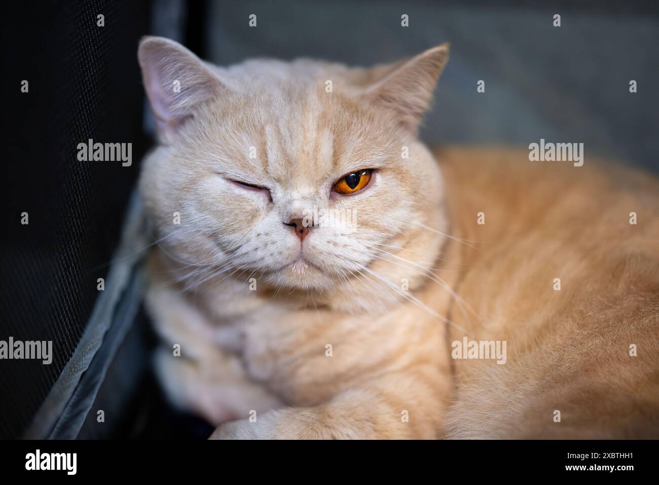 A golden British Shorthair cat with one eye closed, giving a winking ...