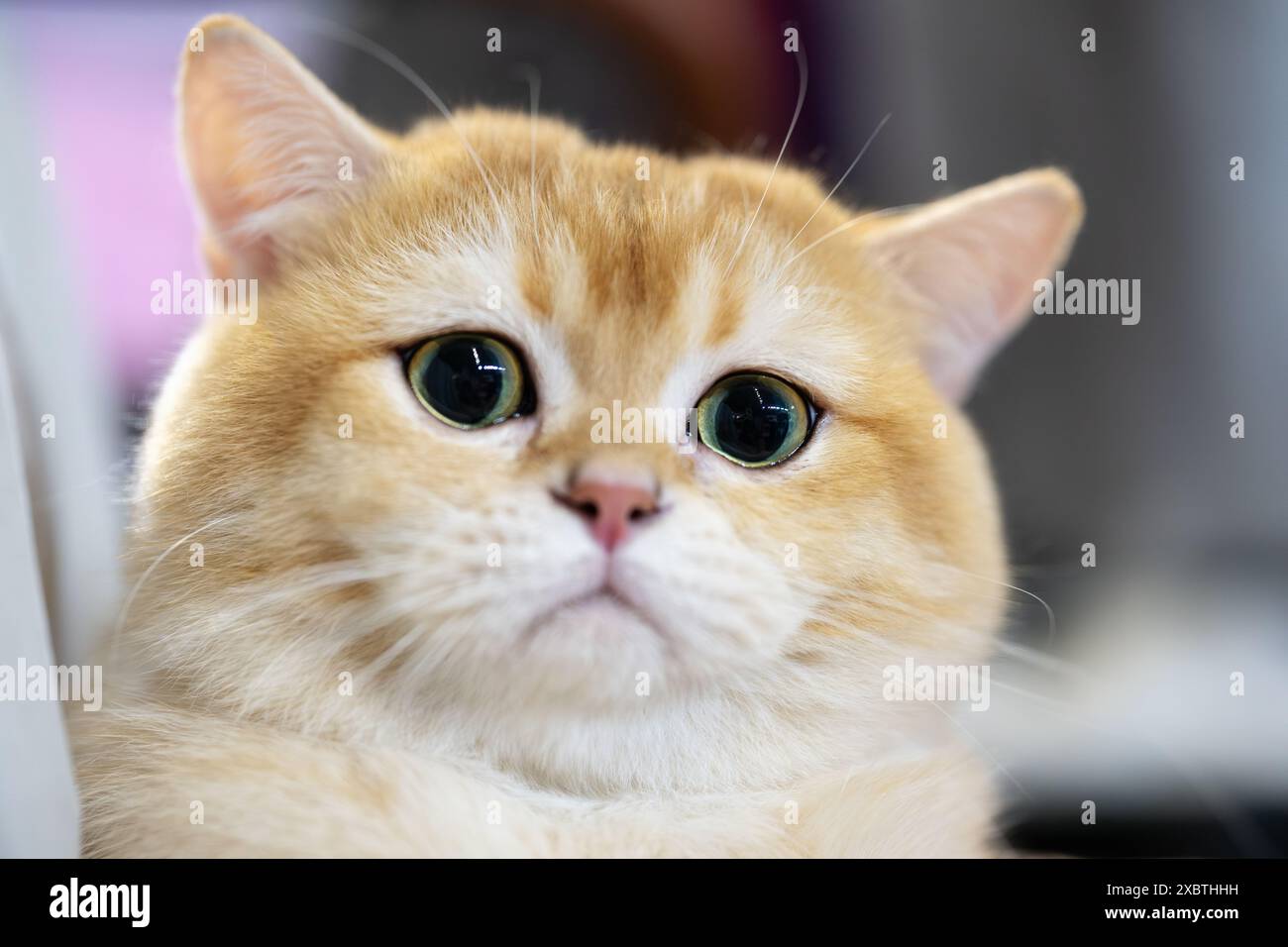 A detailed close-up of a golden British Shorthair cat with large ...