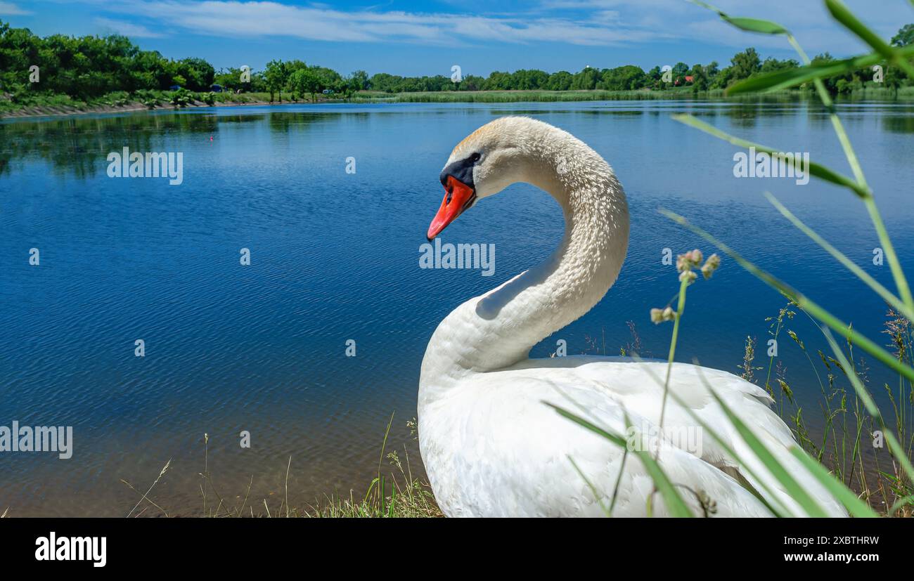 Swan profile. Graceful neck and head on background of blue pond. Photo ...