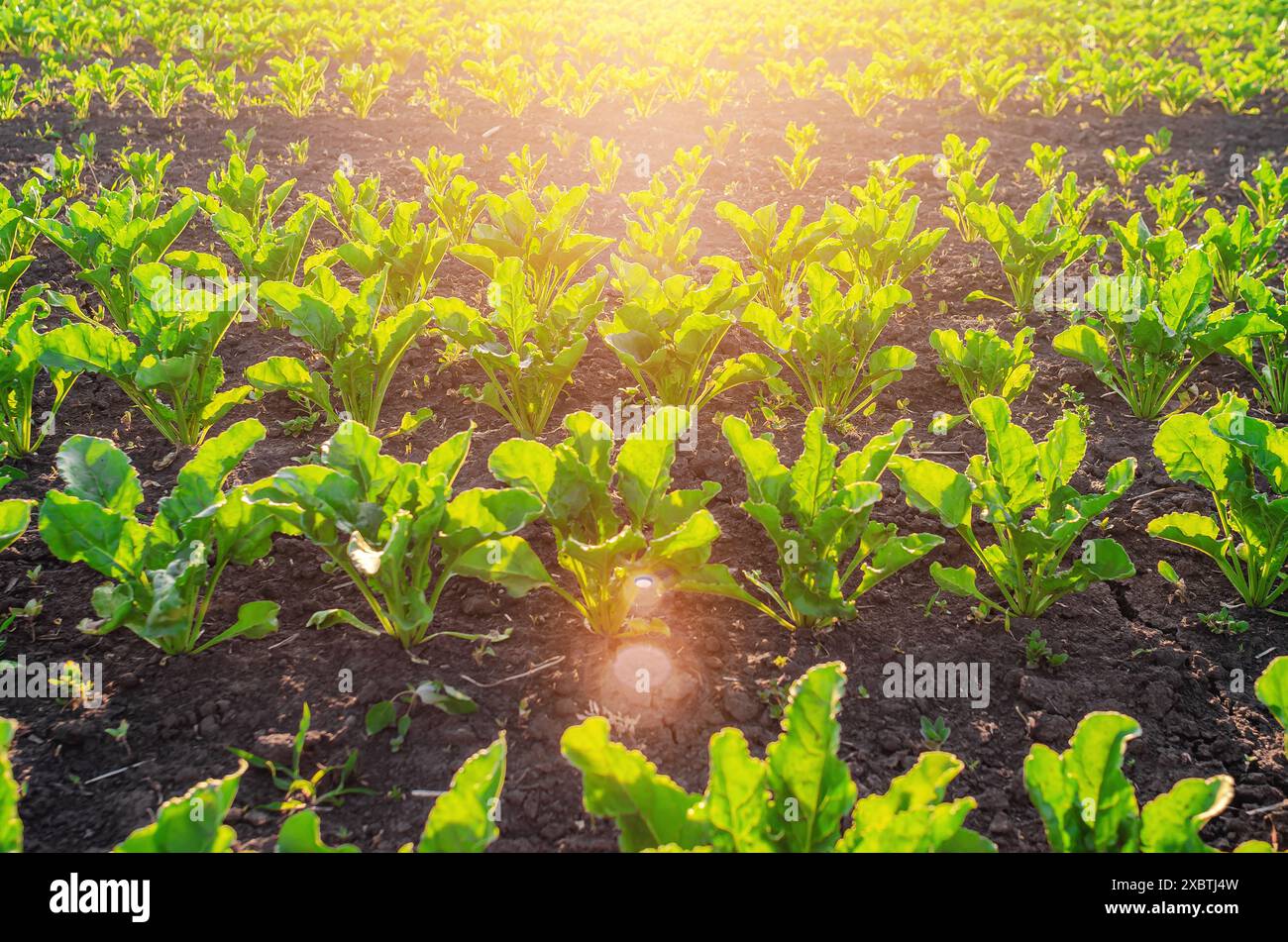 View of field with beet seedlings in fertile soil, illuminated by sun ...