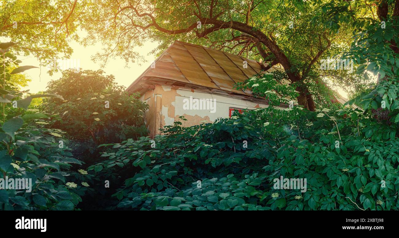 Abandoned old mud house with wooden windows in the weeds under tall ...