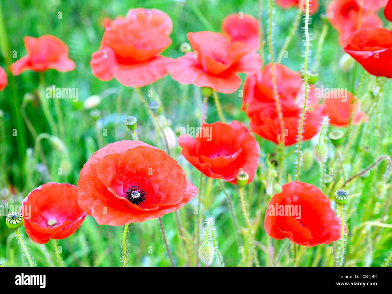 Red Poppies growing in a field, Mountsorrel, Leicestershire, UK. D-Day ...
