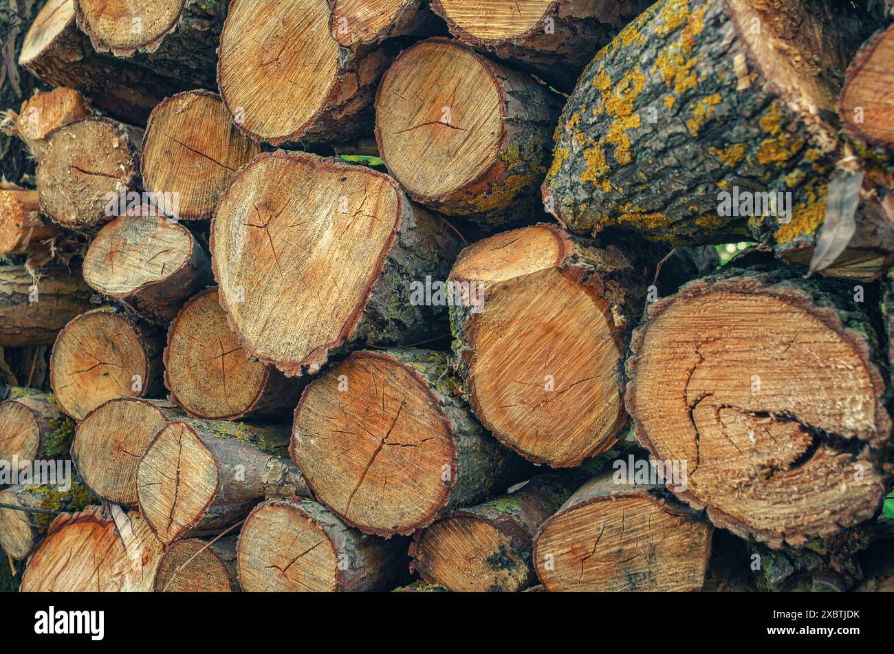 Background of cross-section cylindrical logs. Wall of cut logs with ...