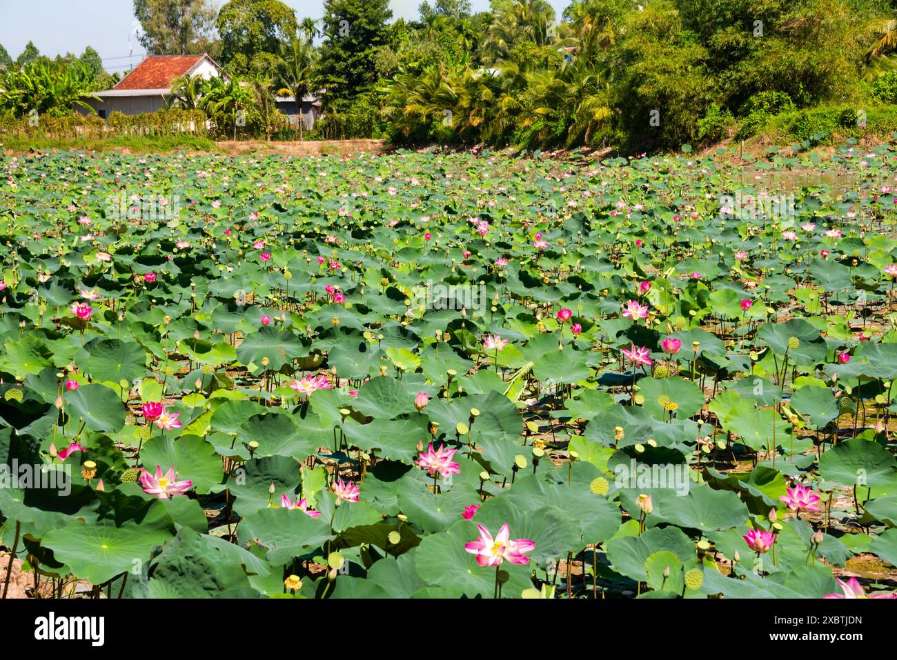 Lotus flower field in Asia and traditional houses Stock Photo - Alamy