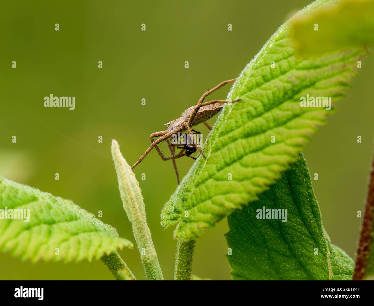 Nursery Web Spider Predating Another Spider Stock Photo - Alamy
