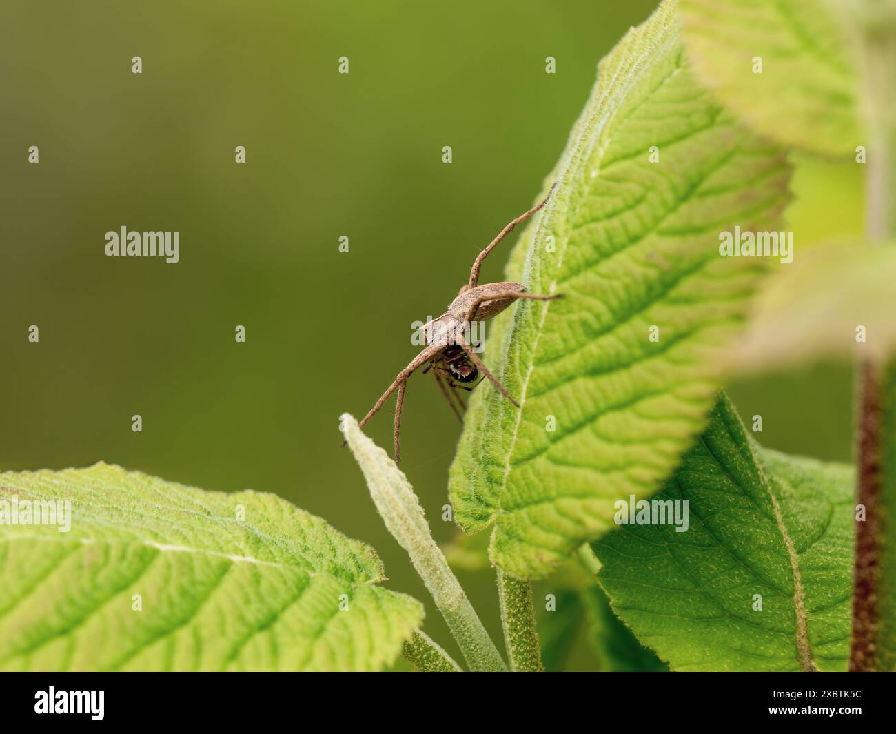 Eating another spider hi-res stock photography and images - Alamy