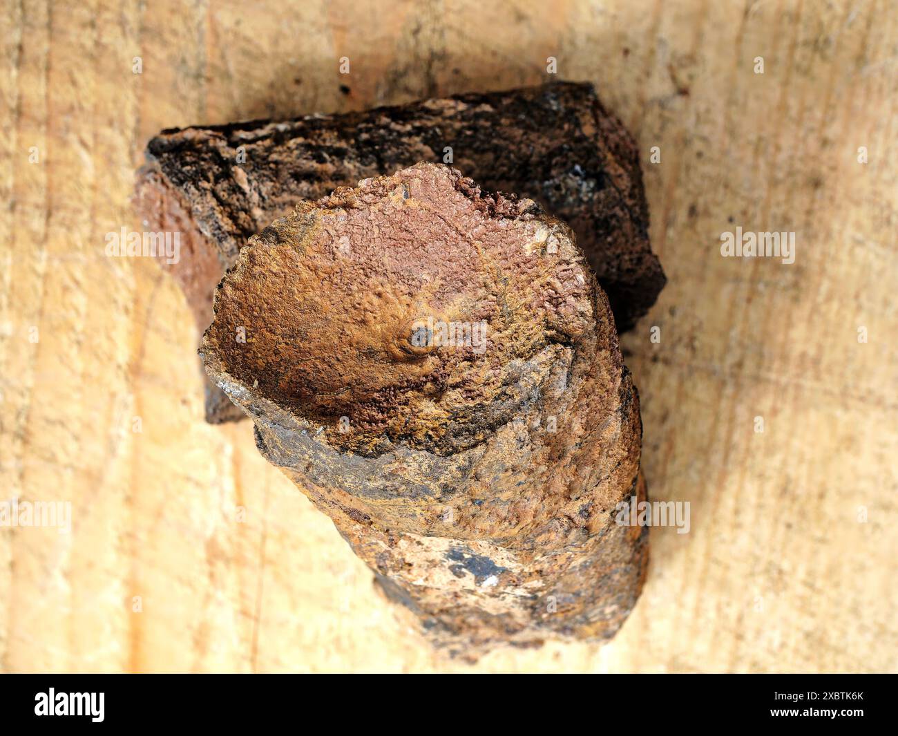 Petrified Orthoceras from the Sahara: valuable fossils for studying the ...