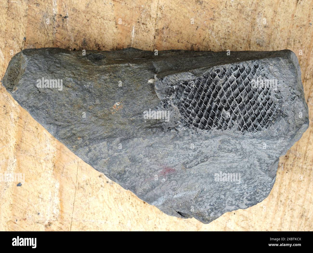 Plant fossils hi-res stock photography and images - Alamy