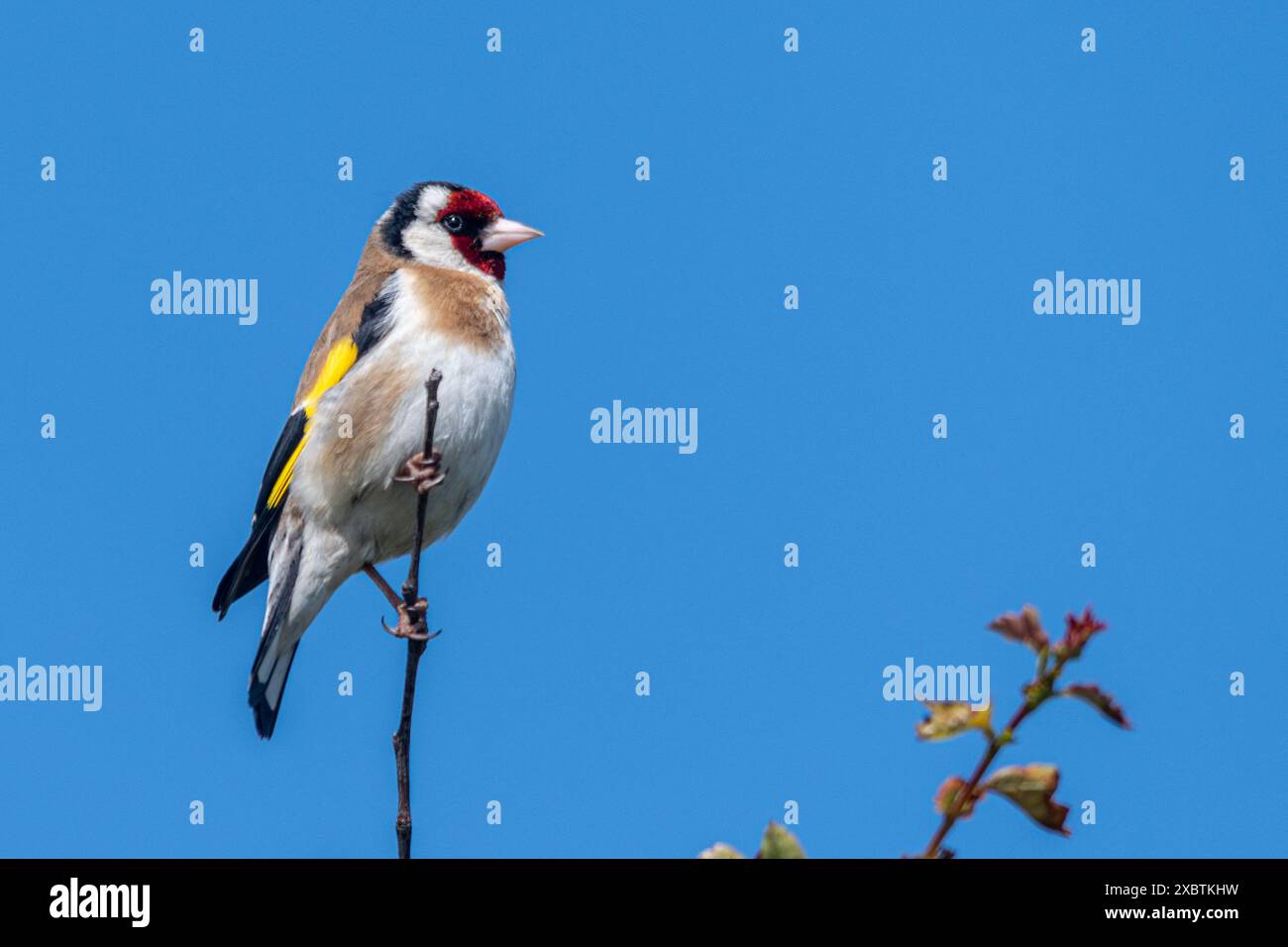 Goldfinch (Carduelis carduelis) bird against a blue sky, England, UK ...