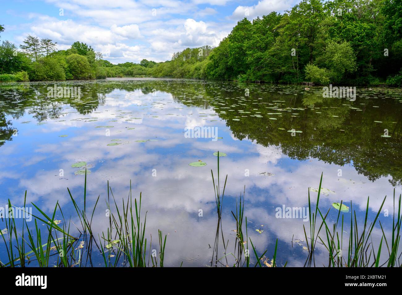 Grass floating on lake surrounded hi-res stock photography and images ...