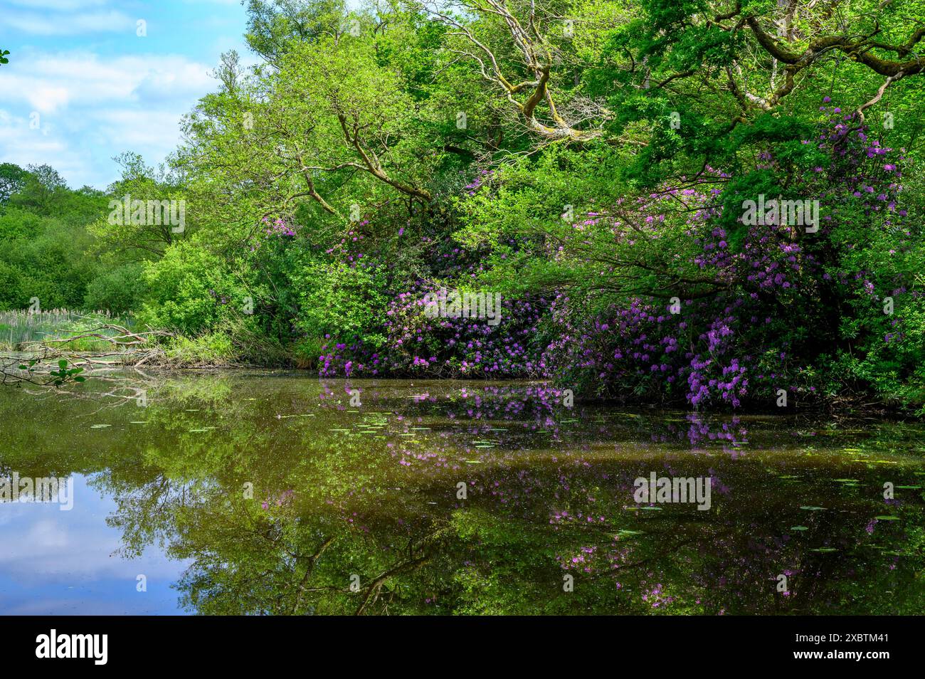 Rhododendron is an invasive non-native plant seen here in woodland at ...