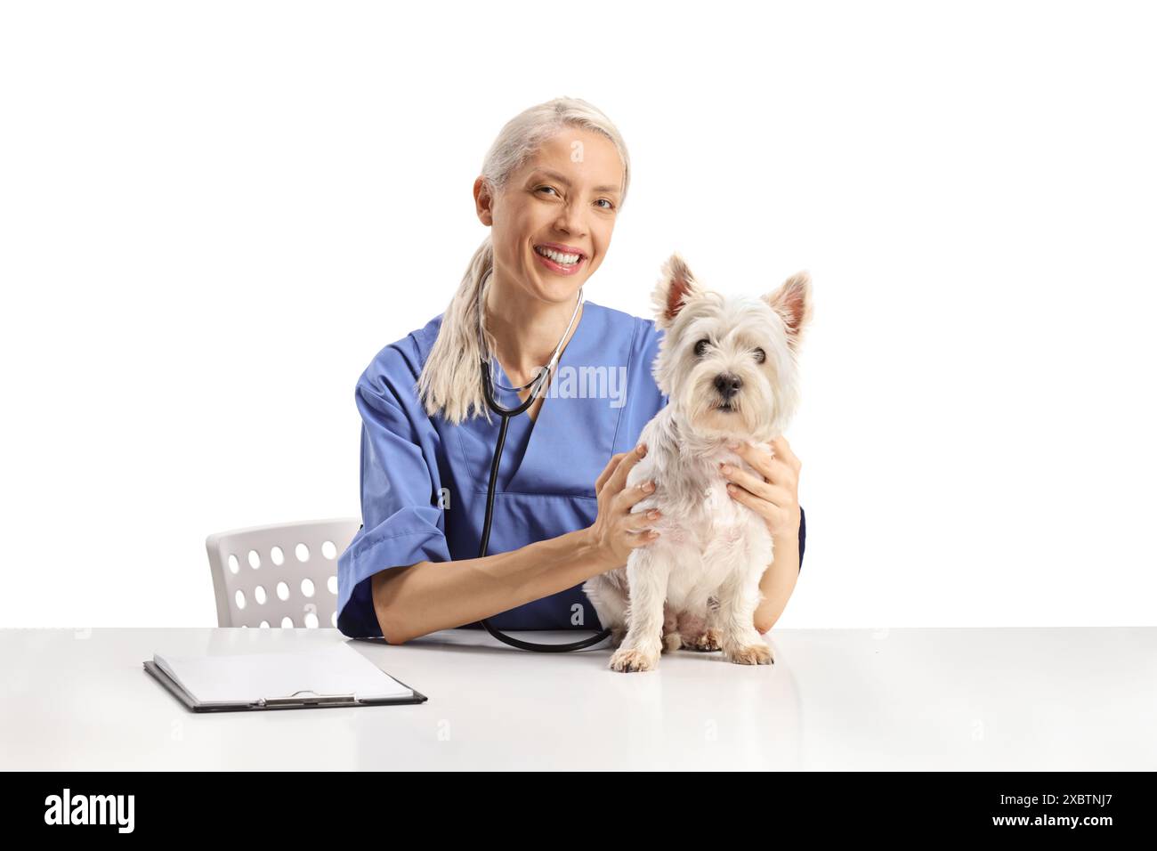 Female veterinarian doctor in a blue uniform sitting with a westie ...
