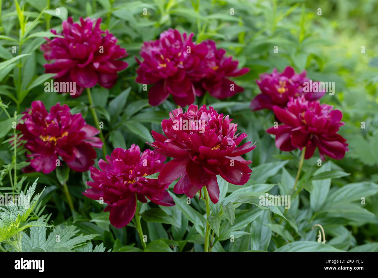 Paeonia Lactiflora Grp Peter Brand in garden Stock Photo - Alamy