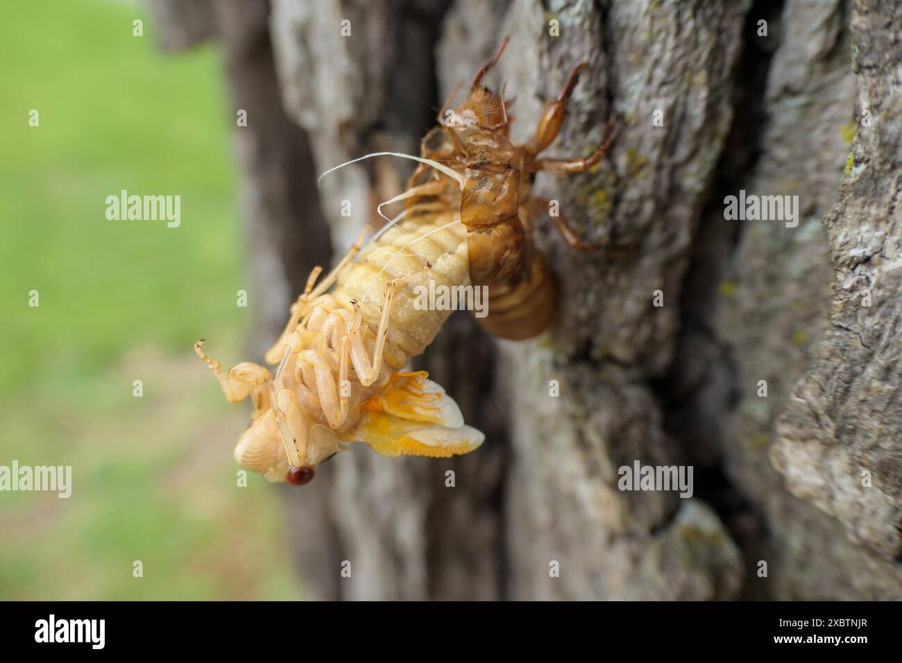 Brood XIII periodic cicada emerging from nymphal skin. May 2024 Stock ...