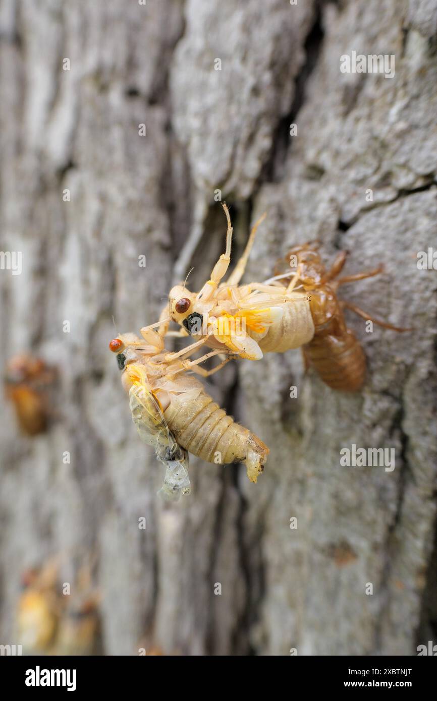 Brood XIII periodic cicada emerging from nymphal skin with a previously ...