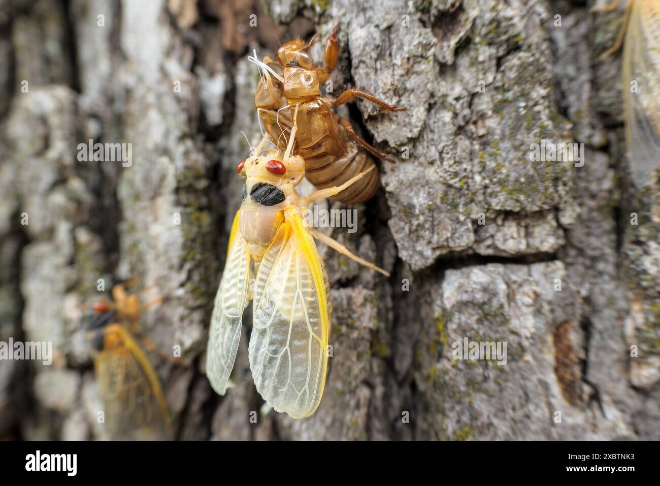 Brood XIII periodic cicada perched on nymphal skin. May 2024 Stock ...