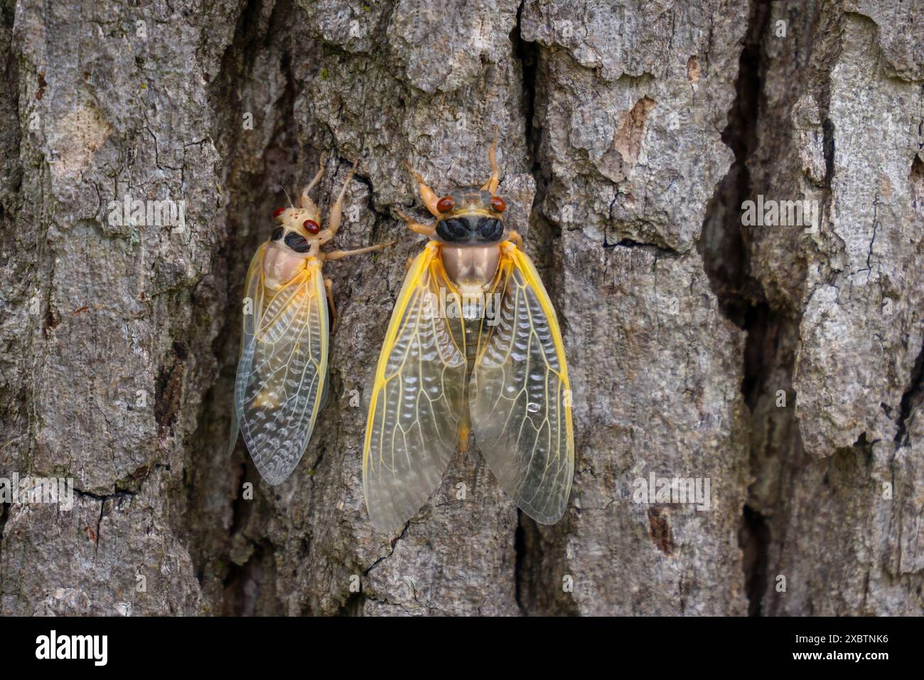Newly emerged Brood XIII periodic cicadas (Magicicada septendecim). May ...
