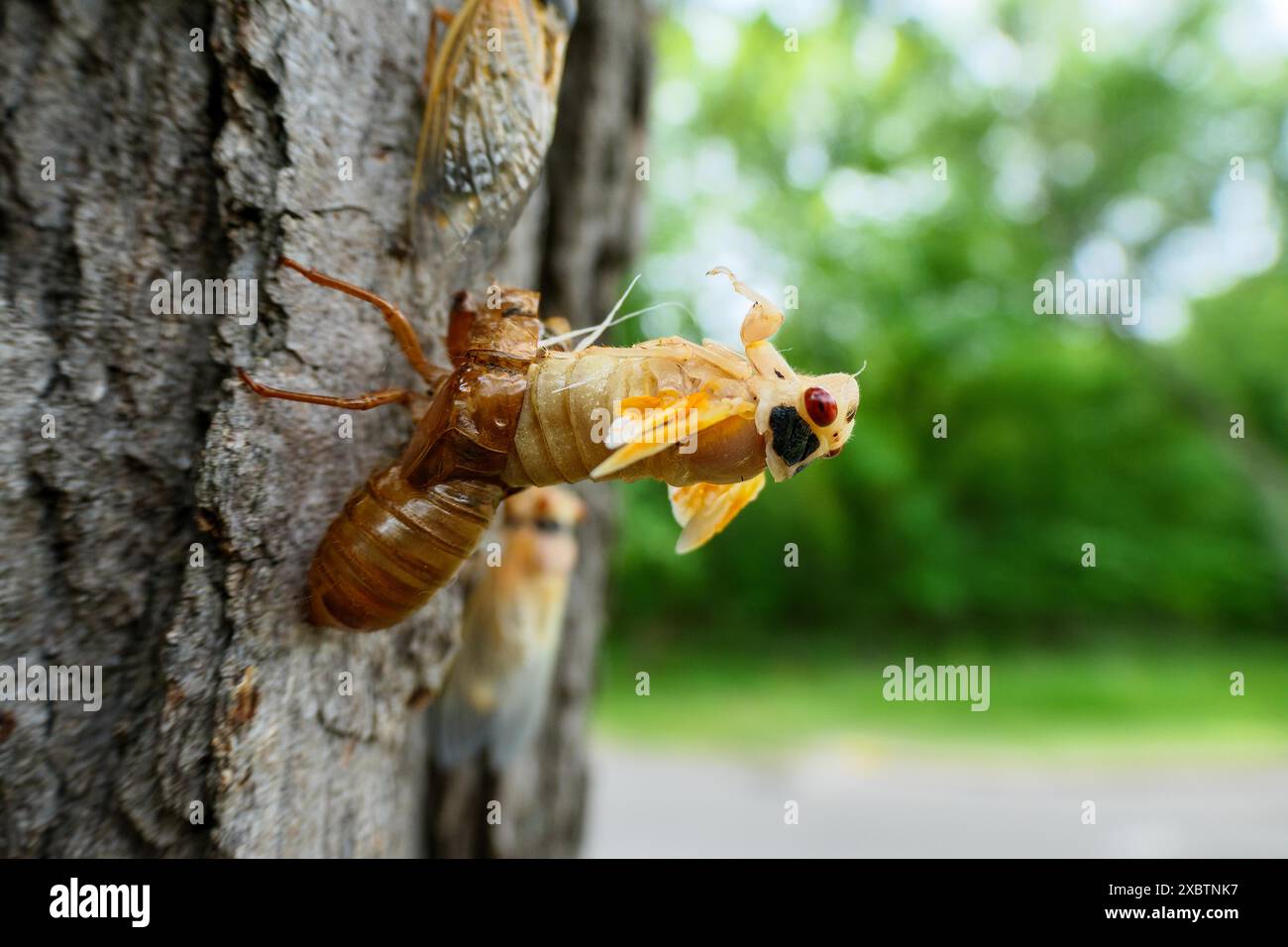 Brood XIII periodic cicada emerging from nymphal skin. May 2024 Stock ...