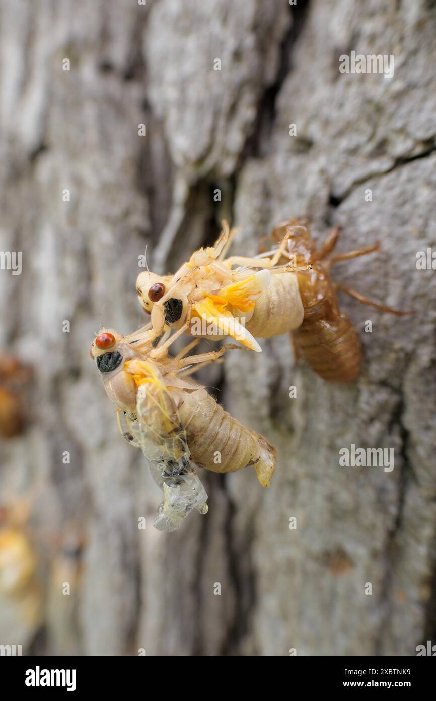 Brood XIII periodic cicada emerging from nymphal skin with a previously ...
