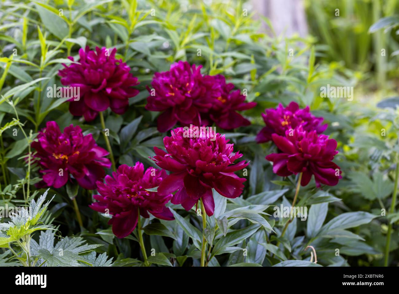 Paeonia Lactiflora Grp Peter Brand in garden Stock Photo - Alamy