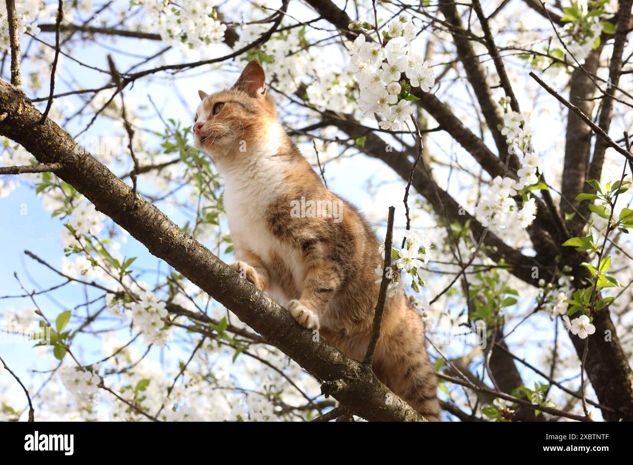 Domestic cat cherry tree hi-res stock photography and images - Alamy