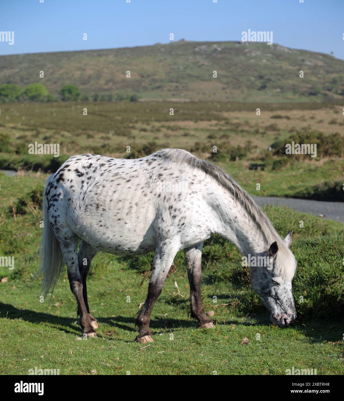 Dartmoor pony heritage trust herd hi-res stock photography and images ...