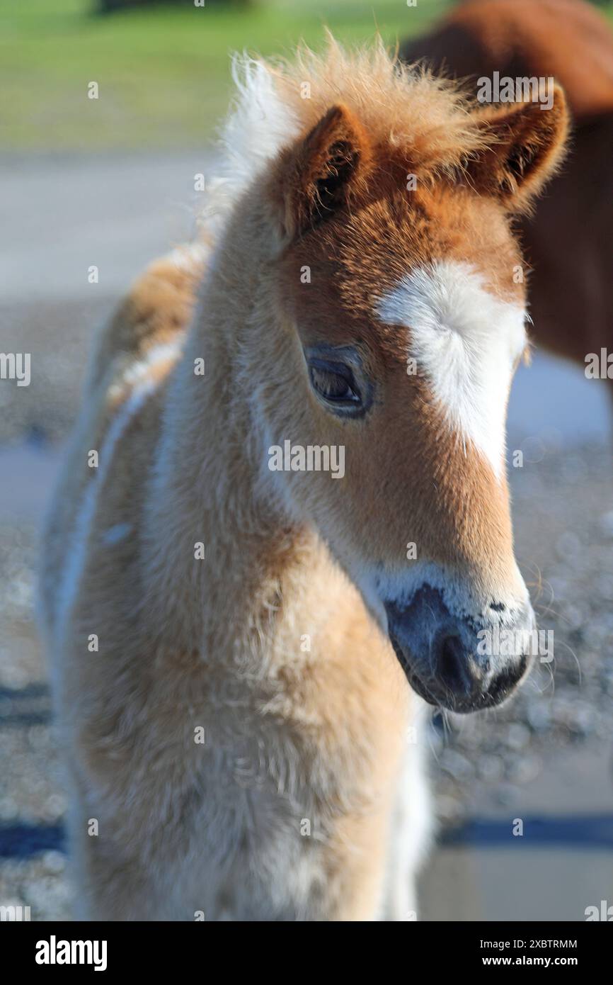 Hardy ponies for landscape grazing hi-res stock photography and images ...