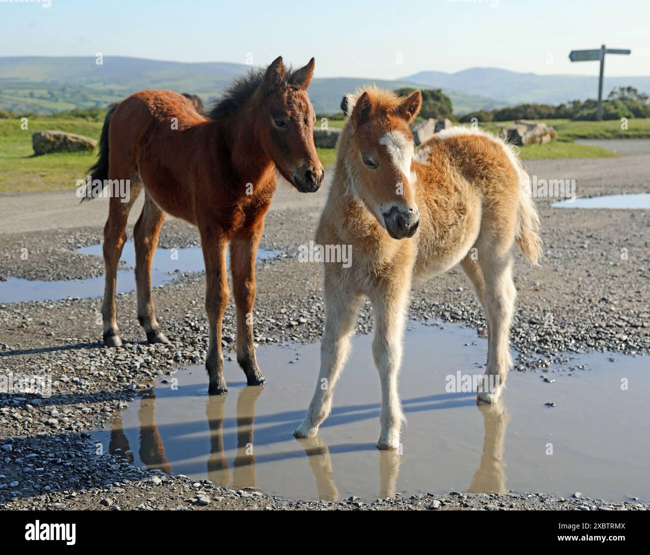 Cute ponies hi-res stock photography and images - Alamy