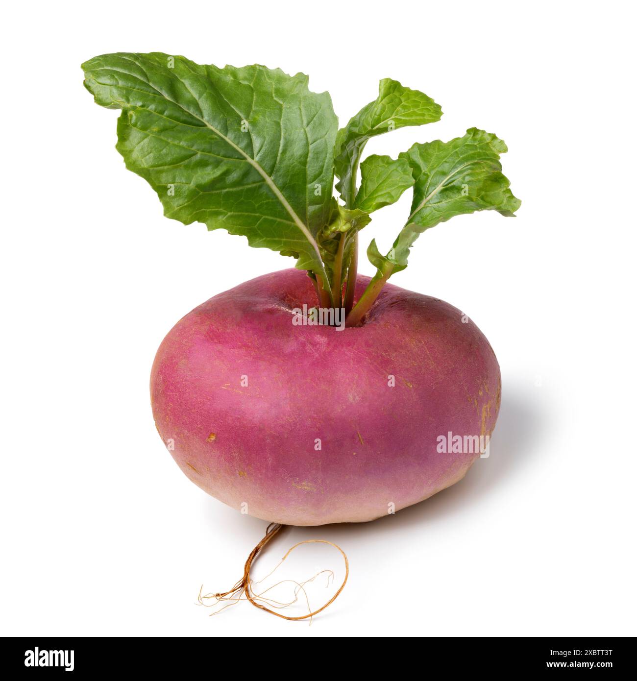 Single fresh picked white turnip with green leaves close up isolated on ...