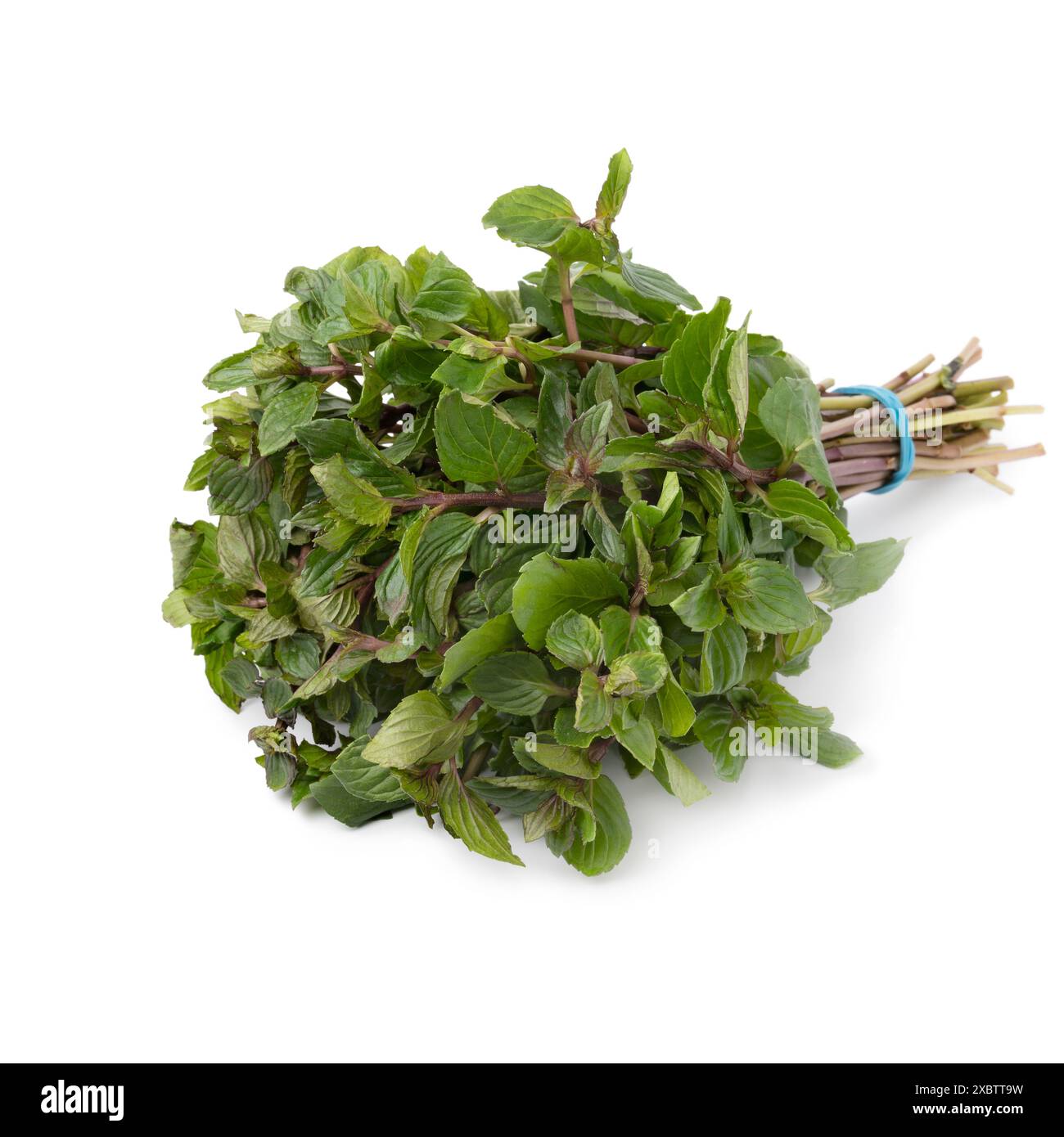 Bouquet of fresh picked green herbal mint isolated on white background ...
