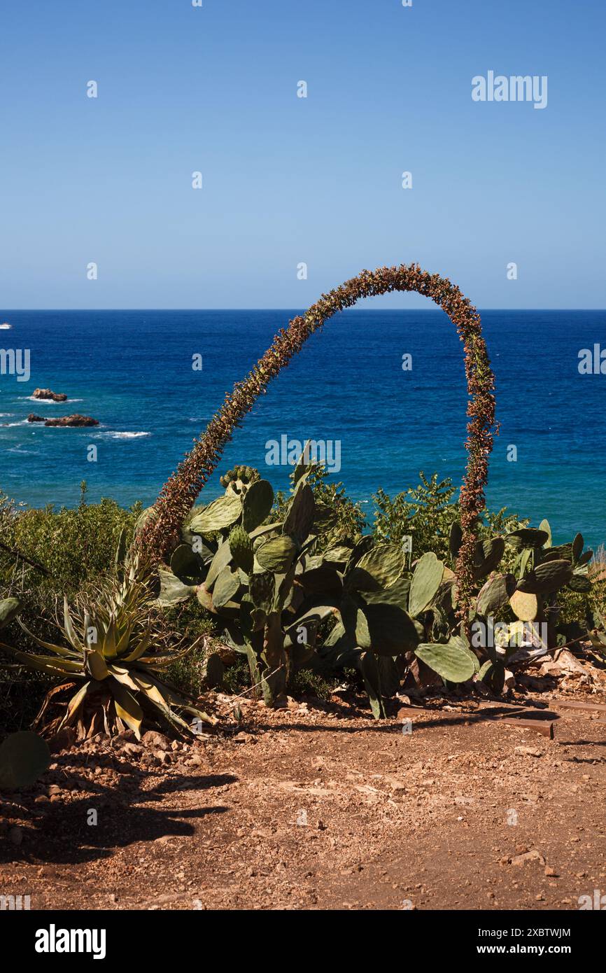 Path between Mediterranean scrub and prickly pears in the Zingaro ...