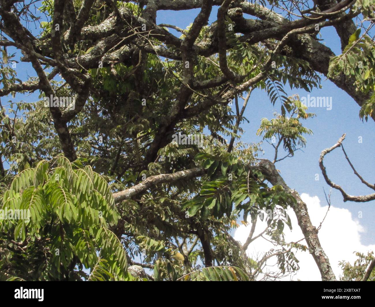 Intertwined tree branches, full of green leaves, João de Barro s little ...