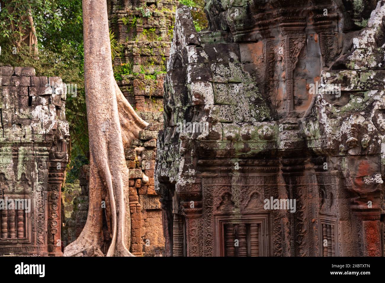 Angkor Thom, ancient temple ruins in Cambodia jungle with trees growing ...