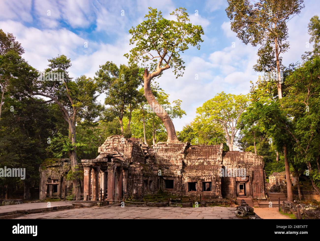 Angkor Thom, ancient temple ruins in Cambodia jungle with trees growing ...