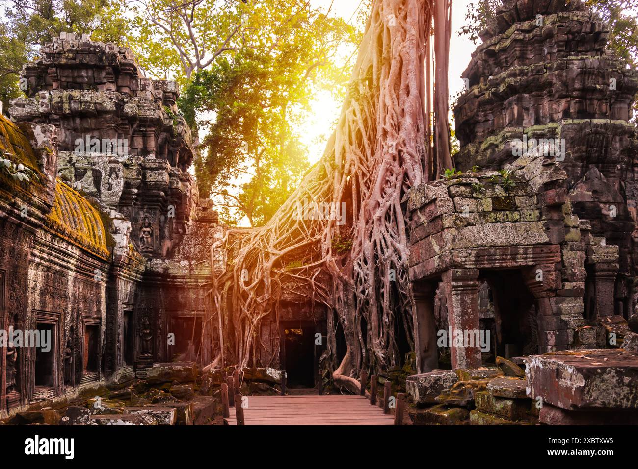 Angkor Thom, ancient temple ruins in Cambodia jungle with trees growing ...
