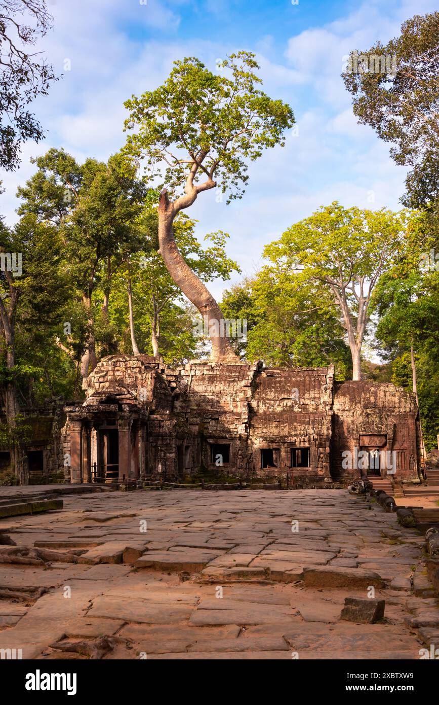 Angkor Thom, ancient temple ruins in Cambodia jungle with trees growing ...