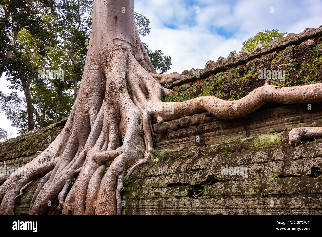 Angkor Thom, ancient temple ruins in Cambodia jungle with trees growing ...