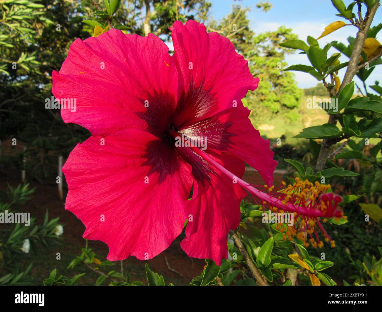 Hibiscus flower, with red petals and core, large carpel, full of yellow ...