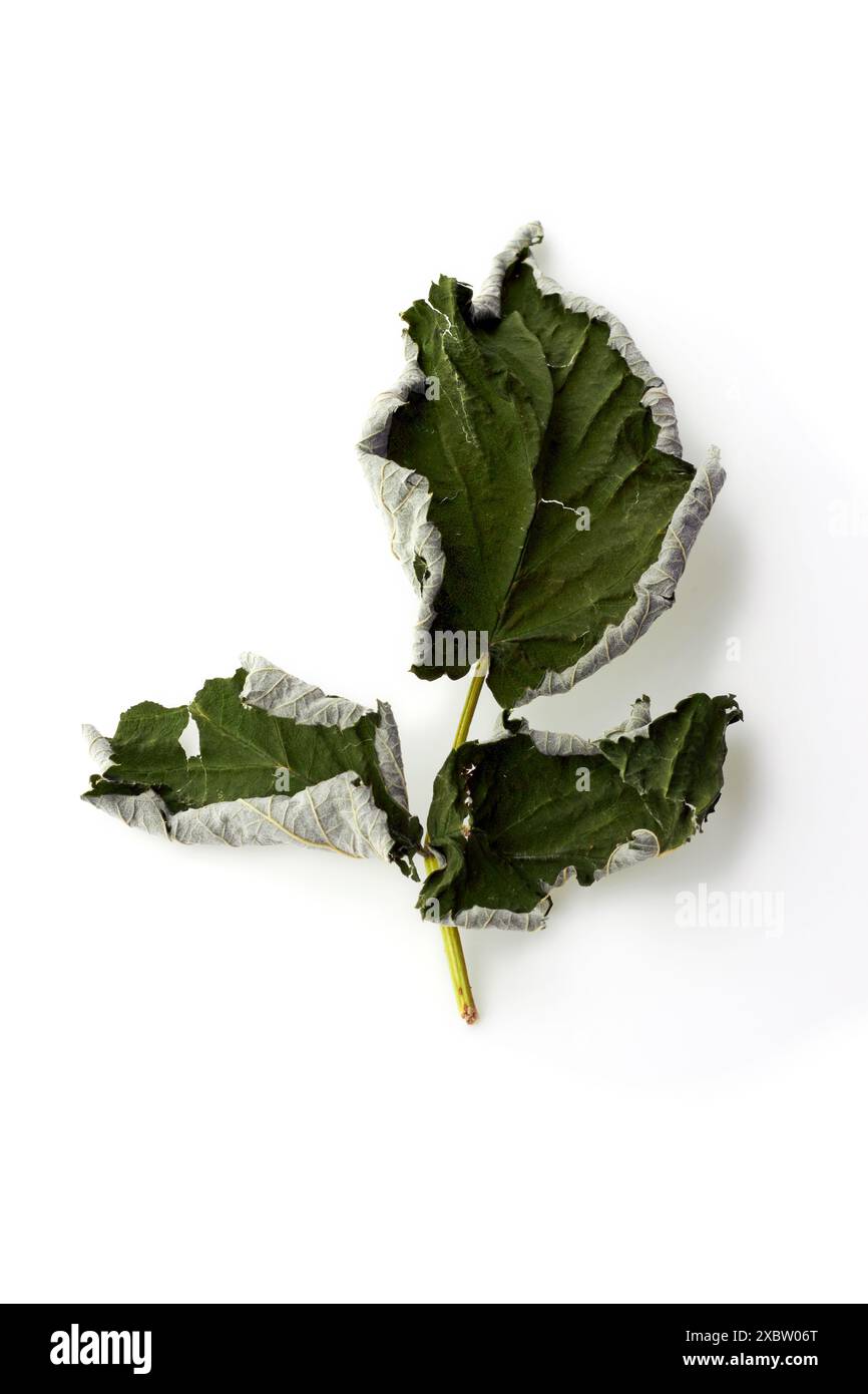 Dried raspberry leaves isolated on white background. Herbal tea and ...