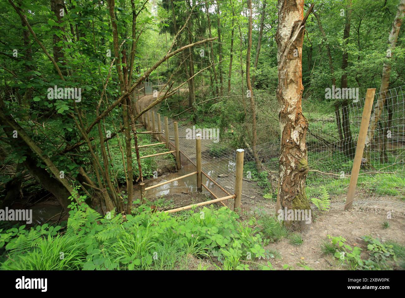 Beaver enclosure in the Wyre forest, Worcestershire / Shropshire ...