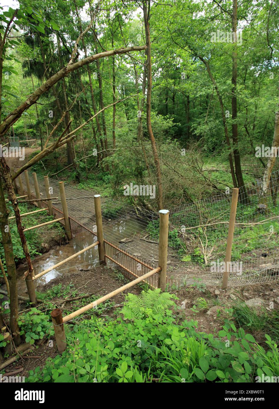 Beaver enclosure in the Wyre forest, Worcestershire / Shropshire ...