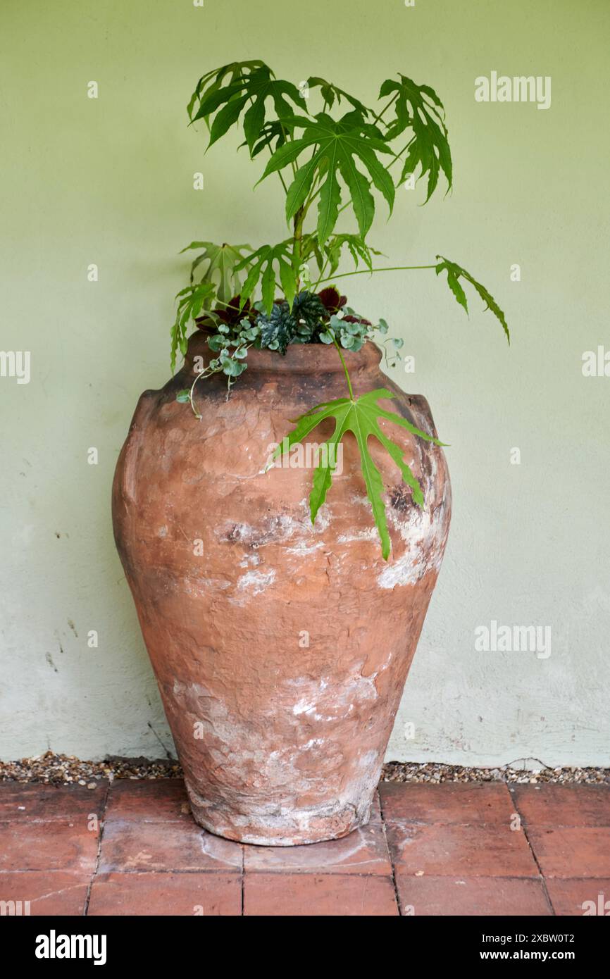 Large terracotta pot with green plants against a pale green wall on ...