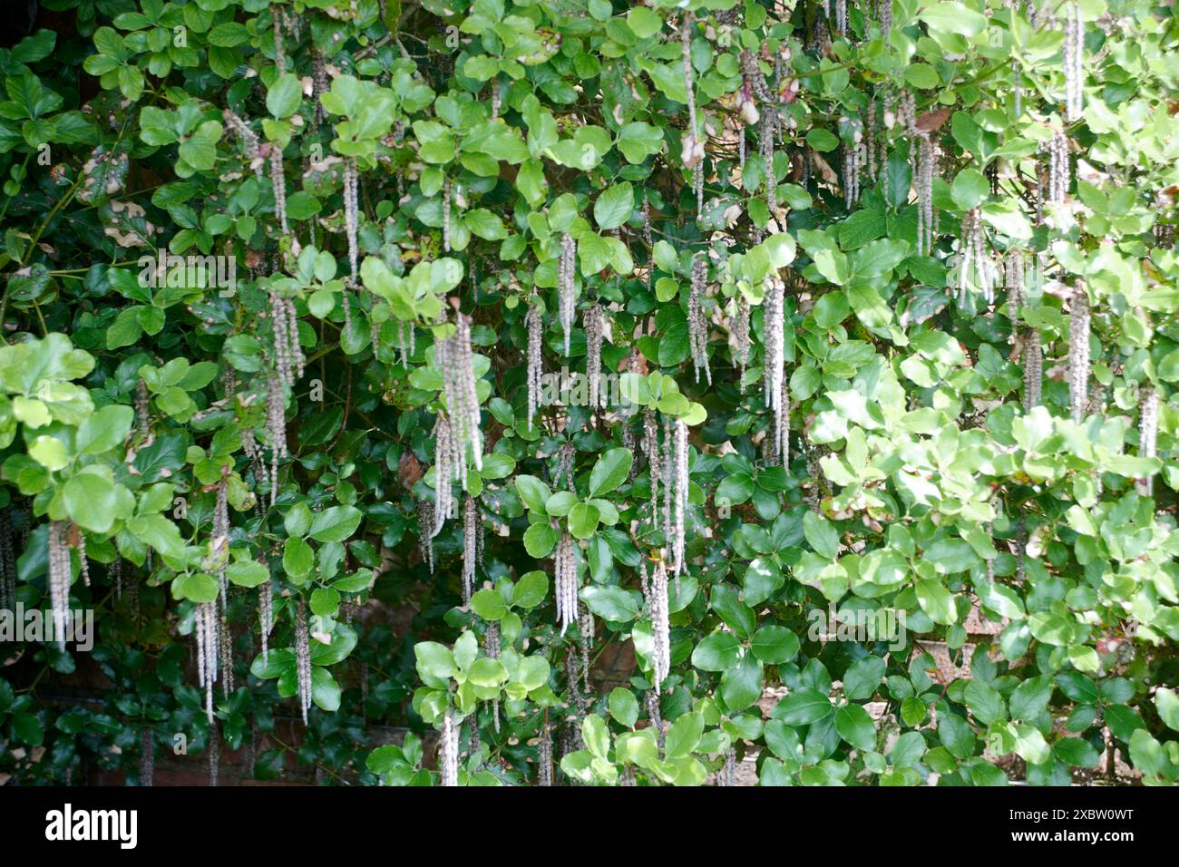 Garrya elliptica or silk tassel bush Stock Photo - Alamy