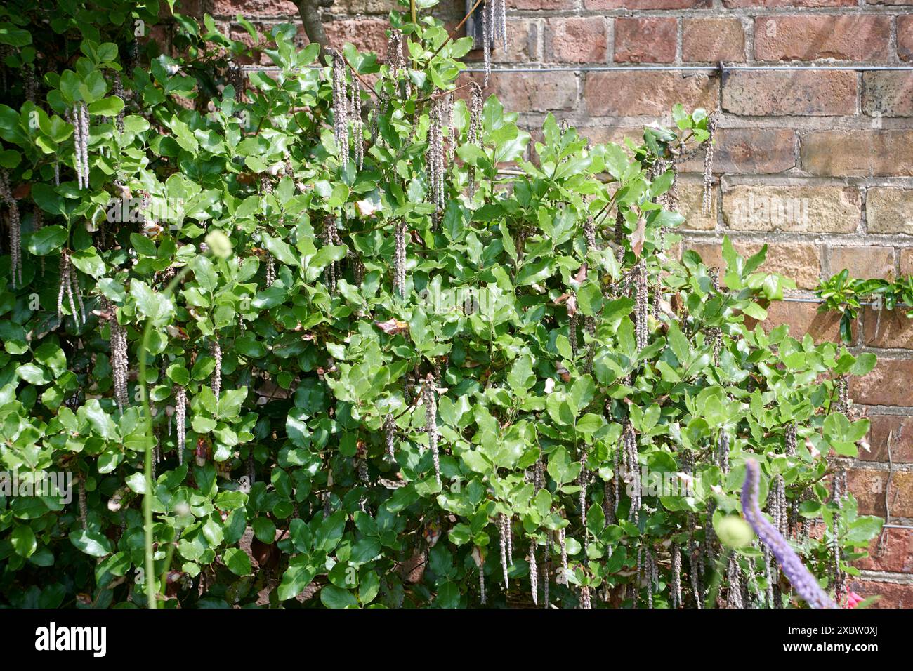 Garrya elliptica or silk tassel bush Stock Photo - Alamy