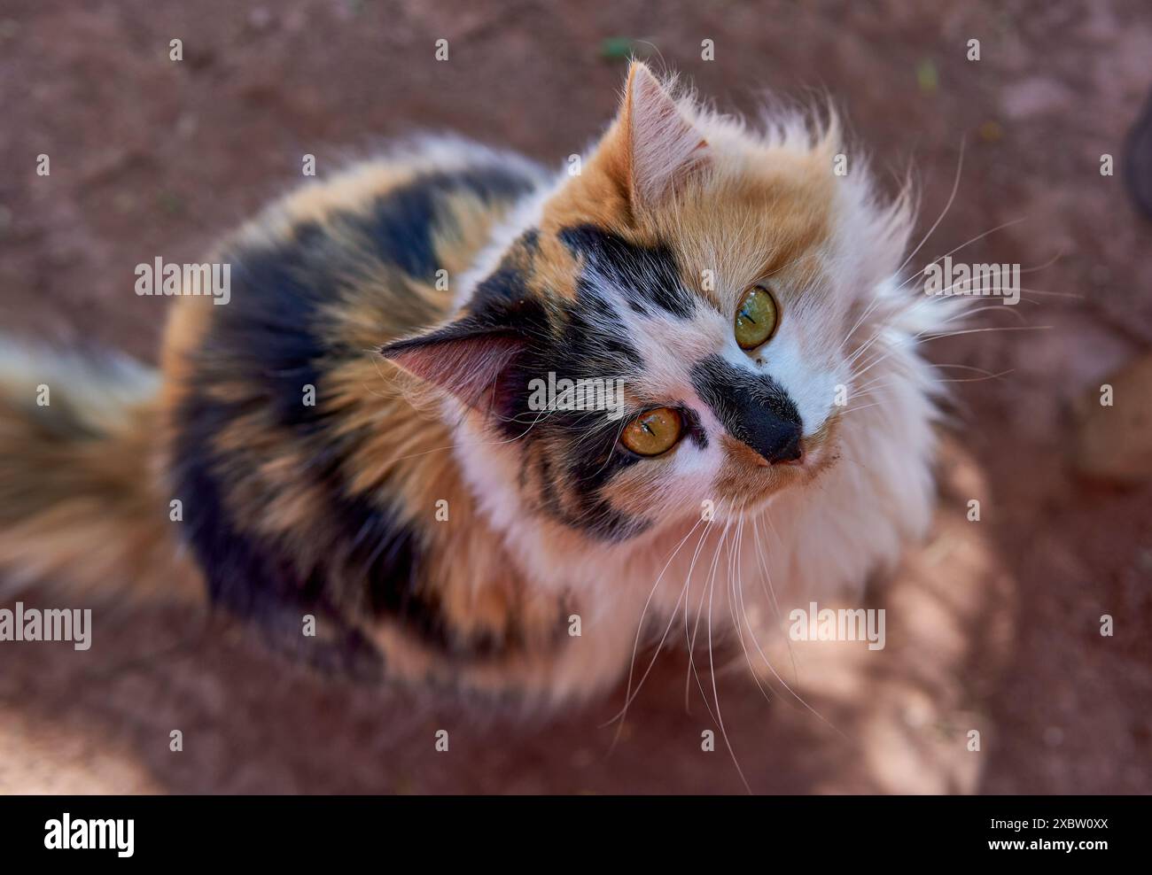 Tricolor cat hi-res stock photography and images - Alamy