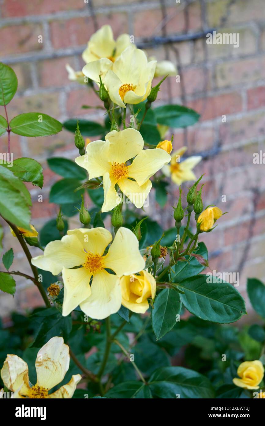 Vibrant yellow roses in bloom against a brick wall background with ...