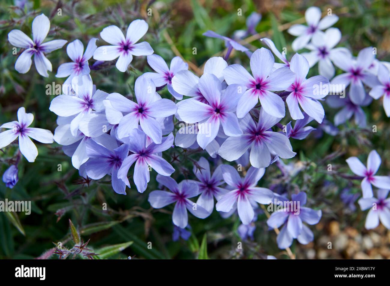 Phlox divaricata “Chattahoochee” Stock Photo - Alamy