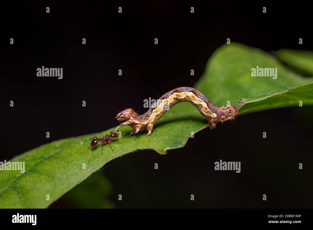 Detailed bug hi-res stock photography and images - Alamy