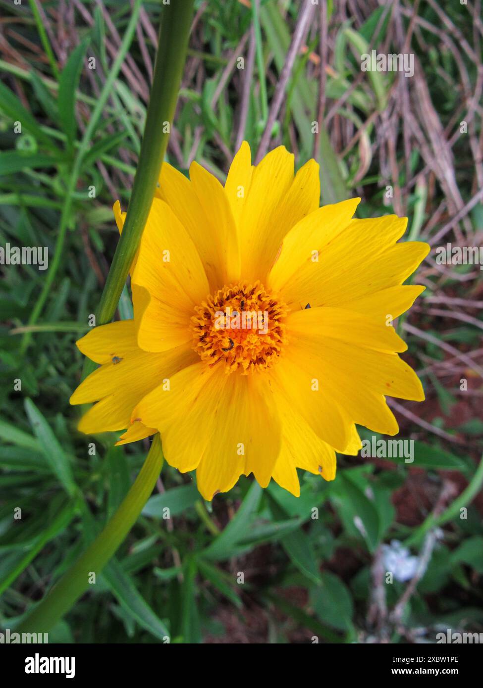 Cladanthus plant hi-res stock photography and images - Alamy