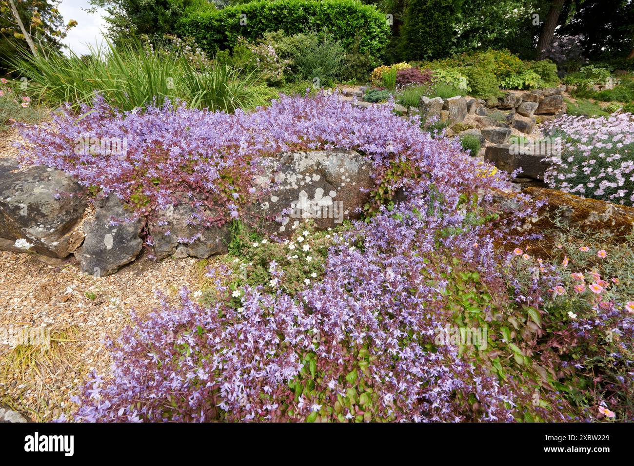 Serbian Bellflower (Campanula poscharskyana) growing on an alpine ...